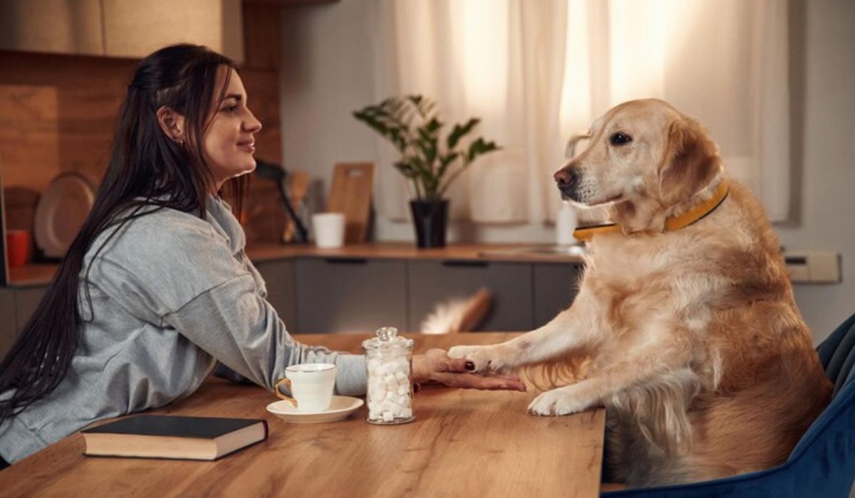 5 Helpful Benefits of Living with Pets as a Tenant