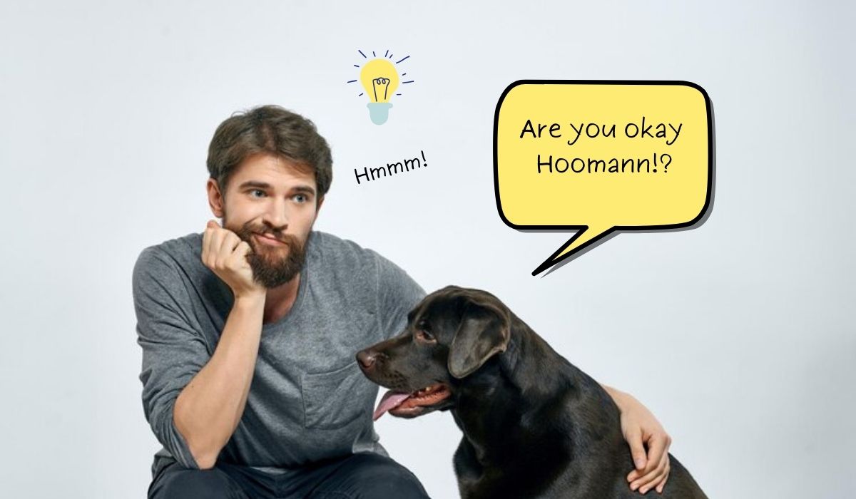 Landlords’: All You Need To Know About Pet Deposits And Fees