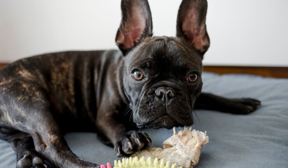 5 Common Noise Complaints That You Are Dealing With As Tenant